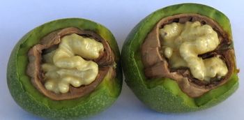The Walnut Grove | Walnut Farm